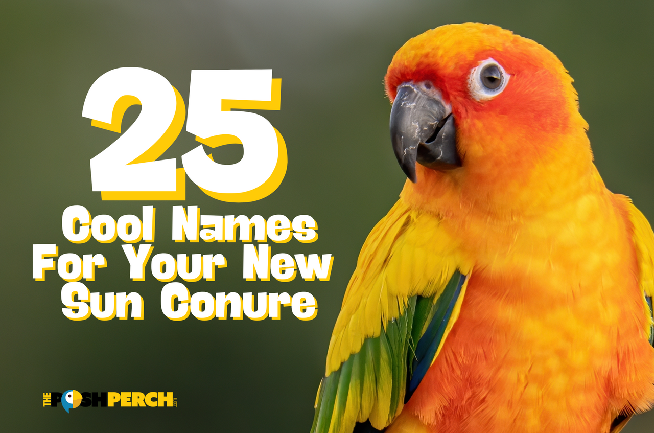 The Ultimate Guide to Choosing the Perfect Names for Your Sun Conure ...