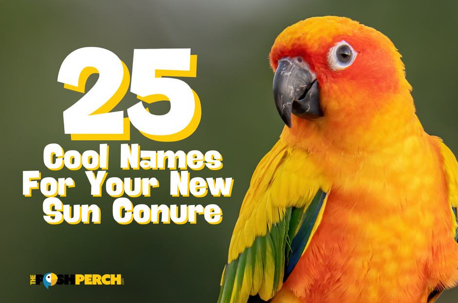 The Ultimate Guide to Choosing the Perfect Names for Your Sun Conure ...