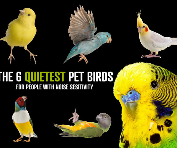 INFOGRAPHIC - The 6 Quietest Pet Birds – The Posh Perch