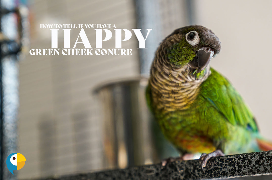 How To Know If Your Green Cheek Conure Is Happy – The Posh Perch