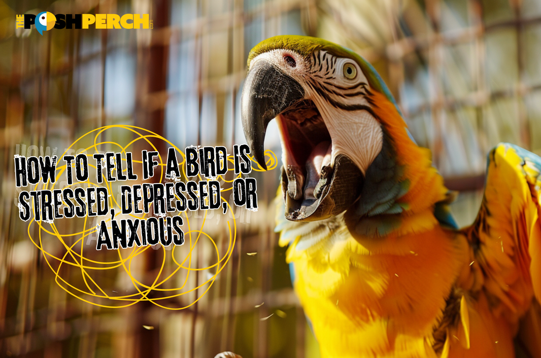 Is Your Pet Parrot Stressed, Depressed, or Anxious How To Tell If It I ...