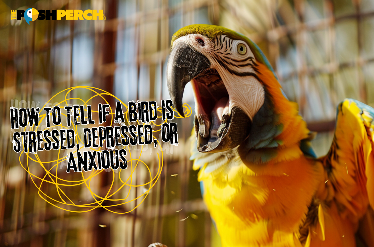 Is Your Pet Parrot Stressed, Depressed, or Anxious How To Tell If It I ...
