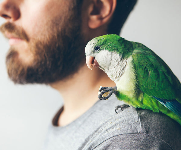 5 Fascinating Facts About the Quaker Parrot You Need to Know – The Posh ...