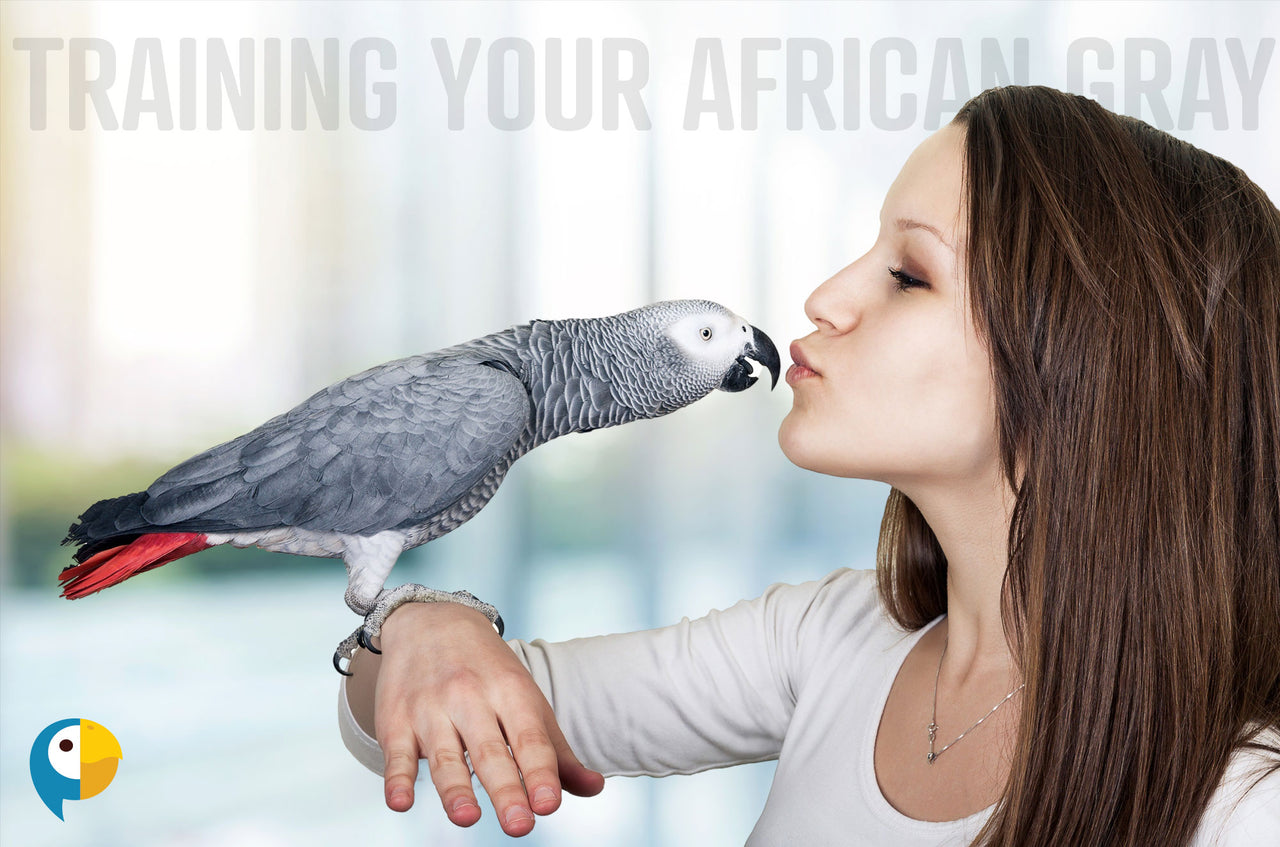 10 Easy Steps to Train Your African Gray Parrot and Unlock Its Full Po ...