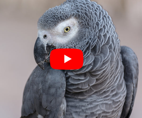 Adopted African Grey Holds Conversations – The Posh Perch
