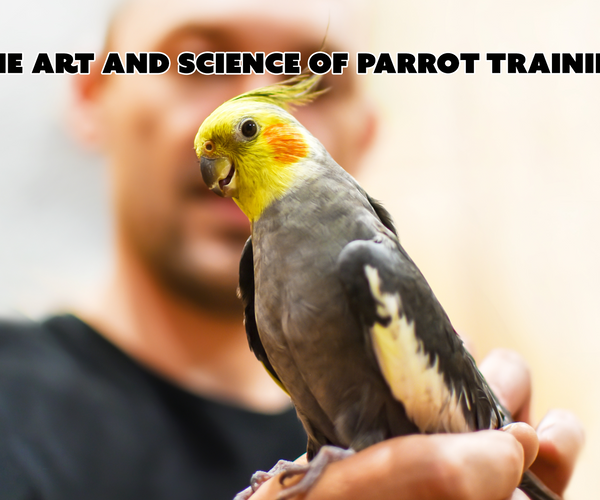 The Art and Science of Parrot Training: Your Comprehensive Guide to a ...