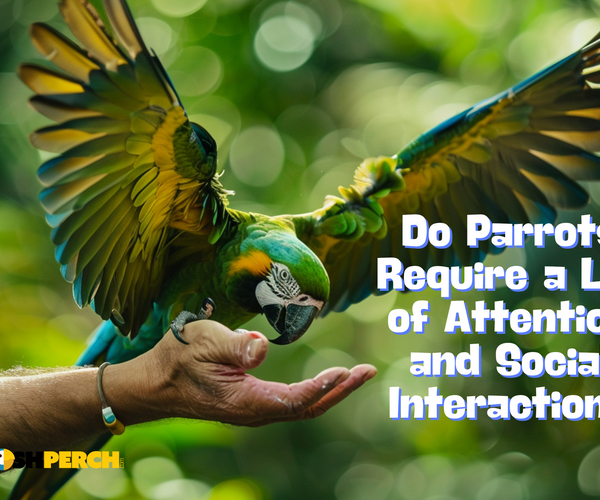 Do Parrots Require a Lot of Attention and Social Interaction? – The ...