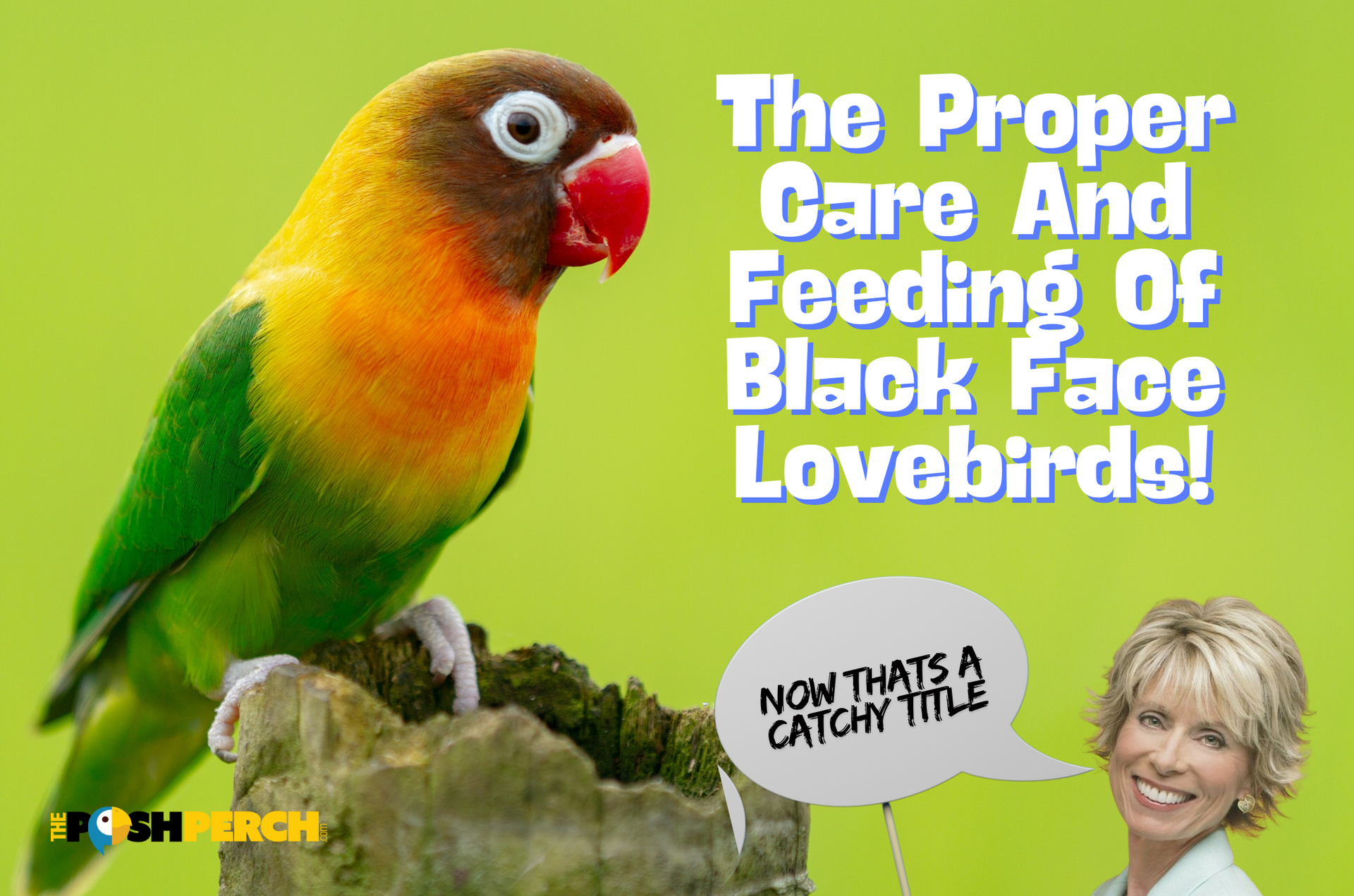 Lovebird care store