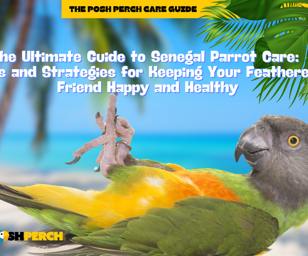 The Ultimate Guide to Senegal Parrot Care: Tips and Strategies for Kee ...