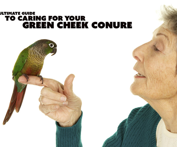 Introduction to Green Cheek Conures: Tips for Proper Care | ThePoshPerch.com – The Posh Perch