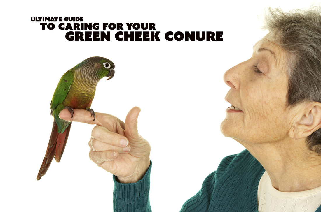 Introduction to Green Cheek Conures: Tips for Proper Care ...