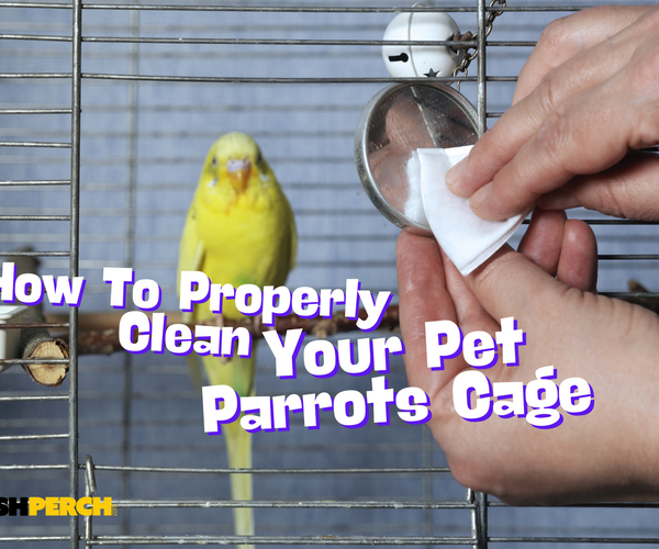 How to Properly Clean Your Pet Parrot's Cage – The Posh Perch