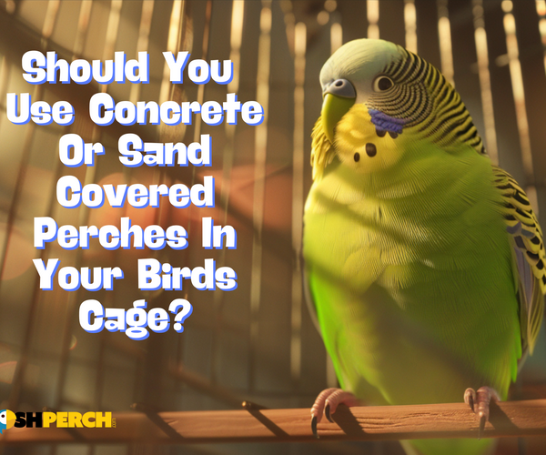 The Problem With Sand and Concrete Bird Perches – The Posh Perch