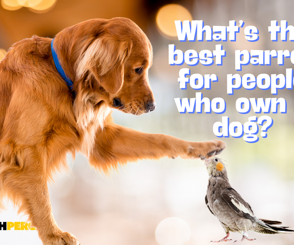 Whats the best parrot for people who own a dog? – The Posh Perch