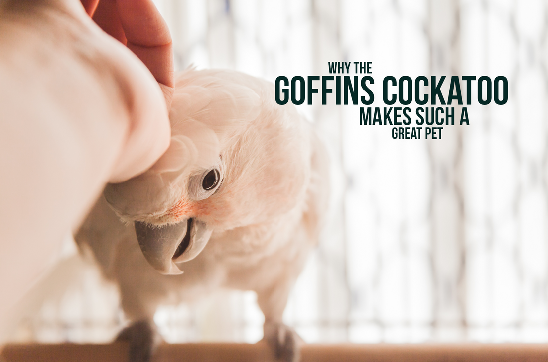 Why the Goffins Cockatoo Makes Such A Great Pet – The Posh Perch