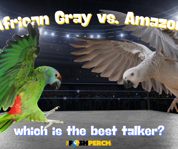 African Gray vs Amazon Parrot: Which Is The Best Talker? – The Posh Perch