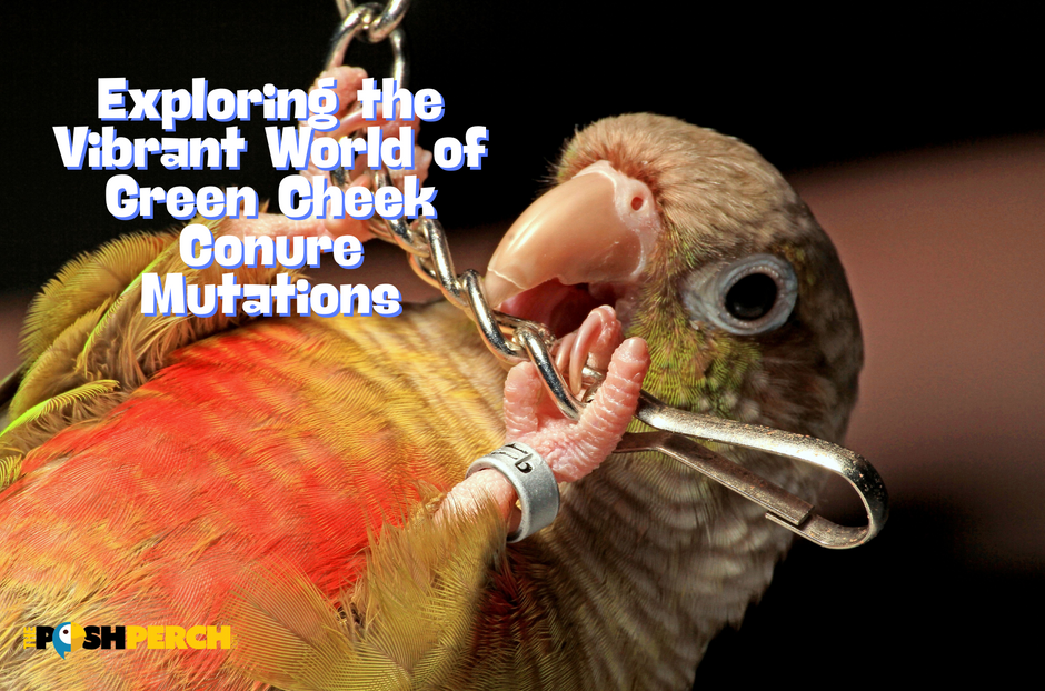 The Ultimate Guide to Green Cheek Conure Diet: What to Feed Your Feath ...