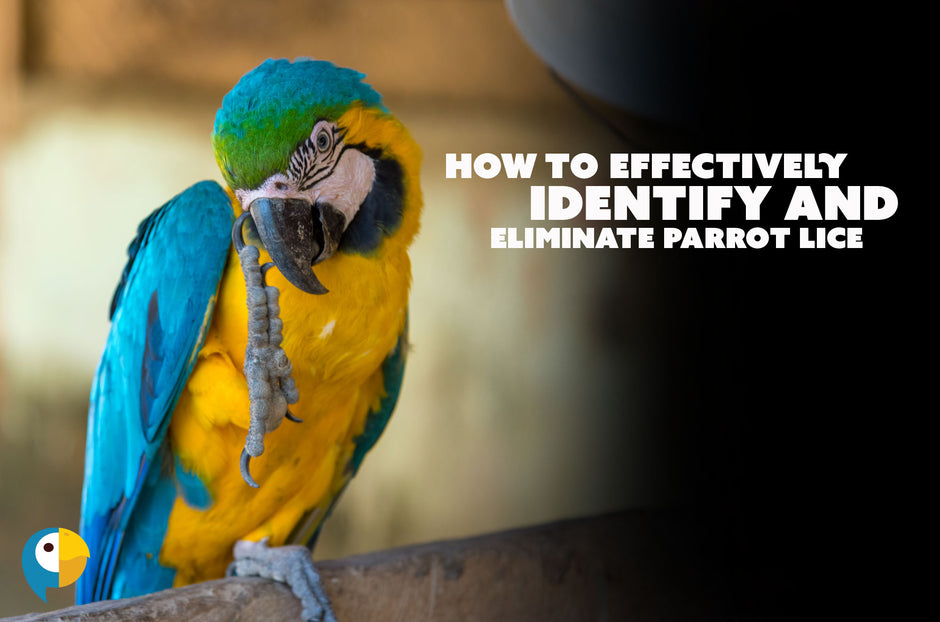 How to Effectively Identify and Eliminate Parrot Lice – The Posh Perch