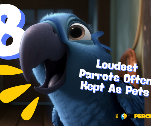 The 8 Loudest Parrots Often Kept As Pets – The Posh Perch