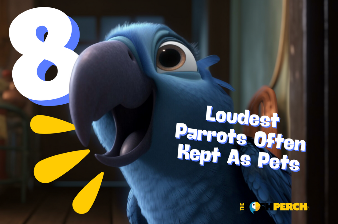 The 8 Loudest Parrots Often Kept As Pets – The Posh Perch