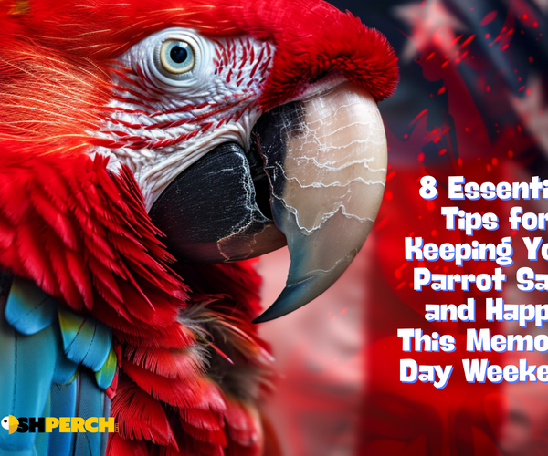 Top 8 Essential Tips for Keeping Your Parrot Safe and Happy This Memor ...