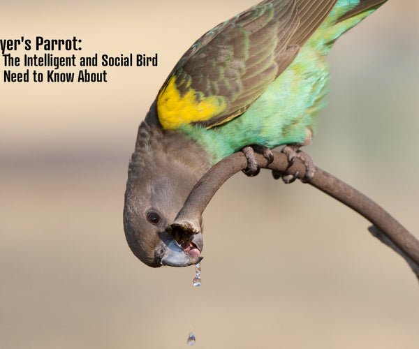 Meyer's Parrot: Learn About Their Care, Diet, and Behavior ...