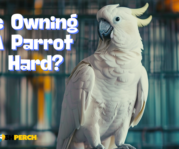 Is Owning a Parrot Hard? – The Posh Perch