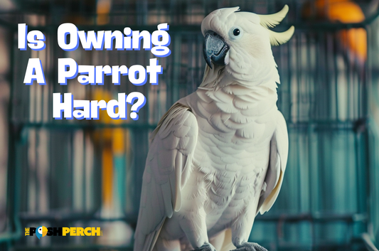 Is Owning a Parrot Hard? – The Posh Perch