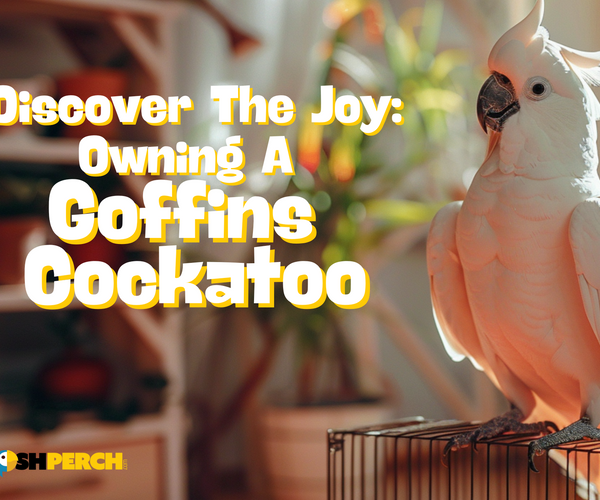 Discover the Joy: Owning a Goffins Cockatoo – The Posh Perch