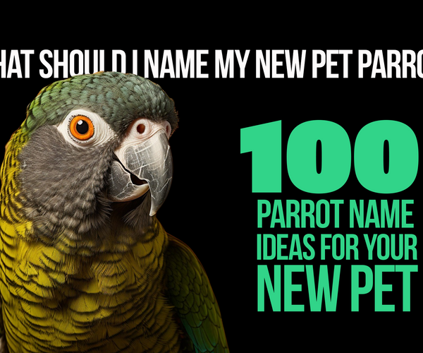 Top 100 Parrot Names for 2023: Unique & Adorable Choices for Your ...