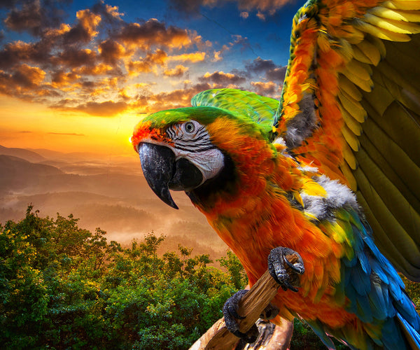 The Pros and Cons of Having A Pet Parrot – The Posh Perch