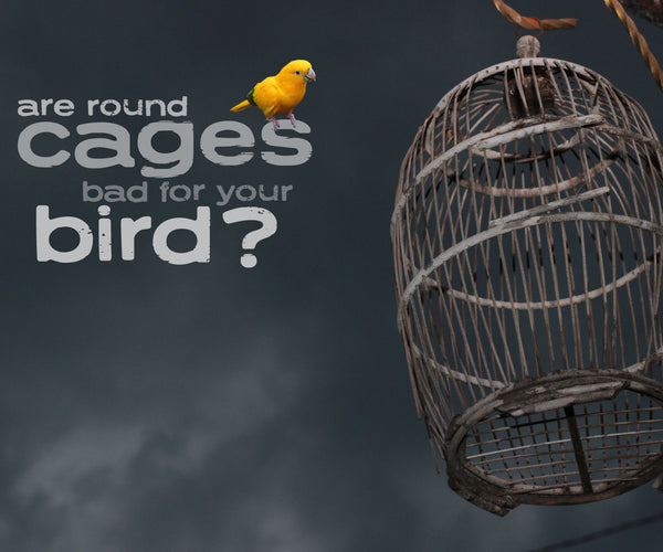 The Pros and Cons of Round Cages for Birds: Is a Circular Habitat Righ ...
