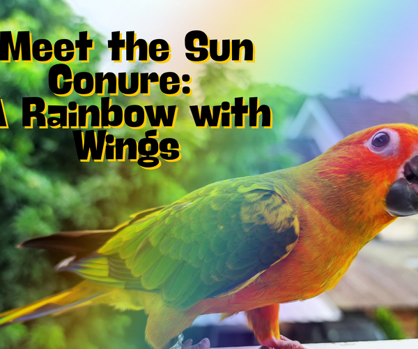 Meet the Sun Conure: A Rainbow with Wings | Sun Conure Care – The Posh ...