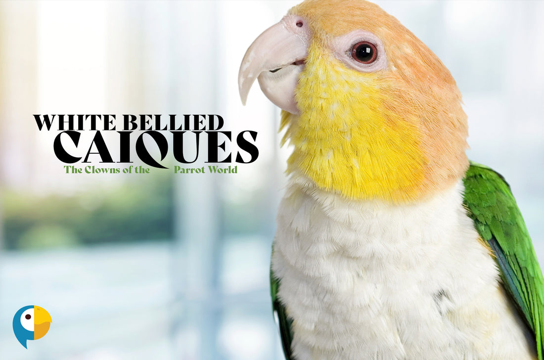 White Bellied Caiques: The Lively and Playful Pet Bird You Need to Con ...