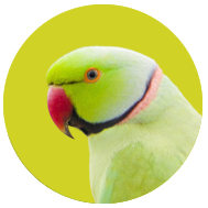 Ringneck – The Posh Perch