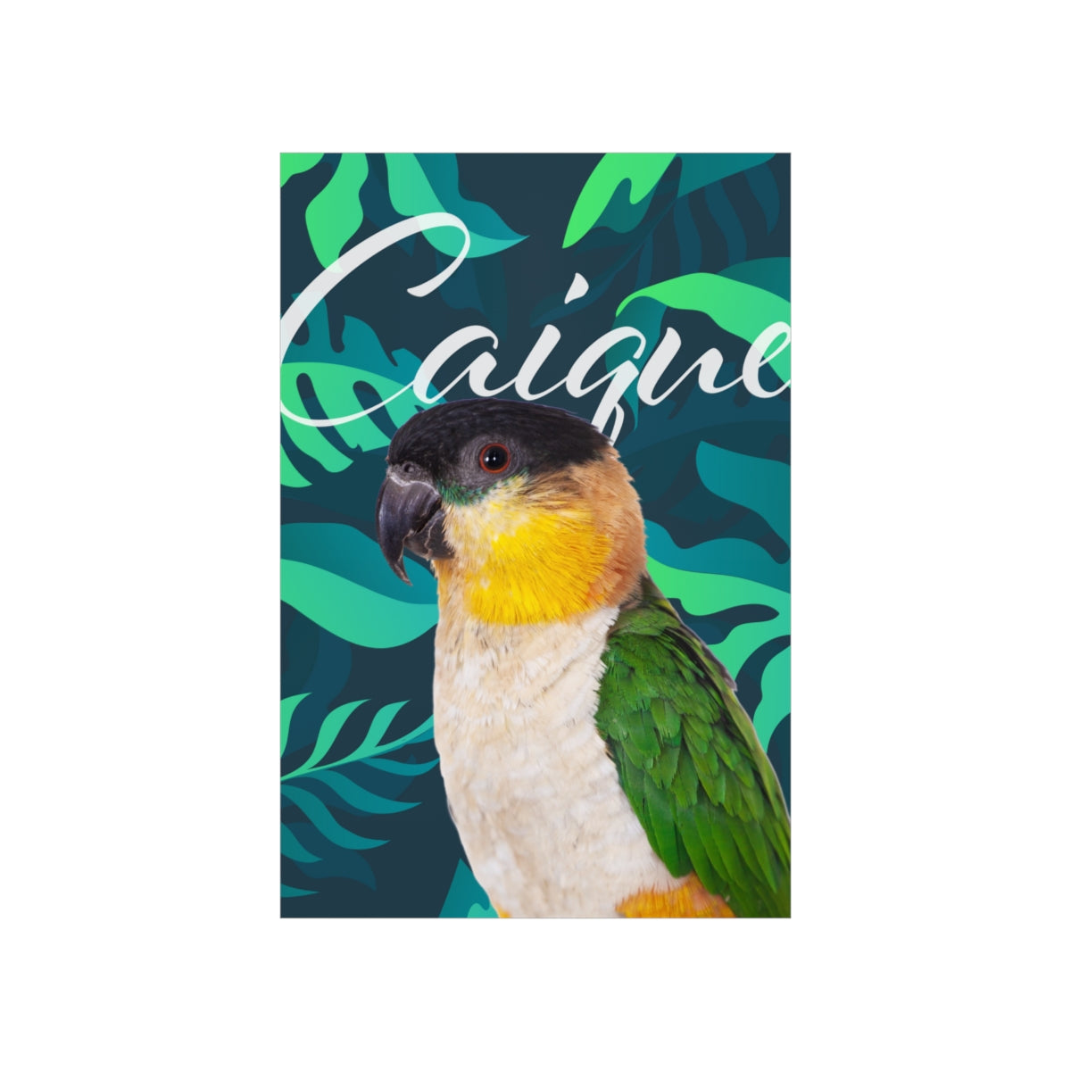 Black Capped Caique Matte Poster – The Posh Perch